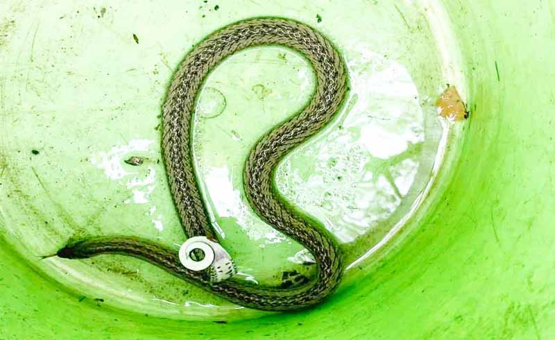 Cantor’s Kukri snake recovered from Srimangal