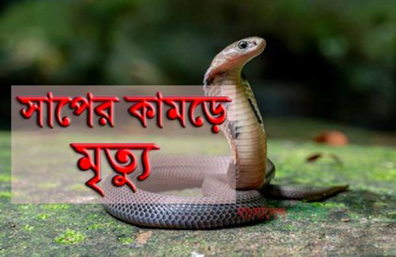 While catching a snake, Sapur died due to the bite of a snake
