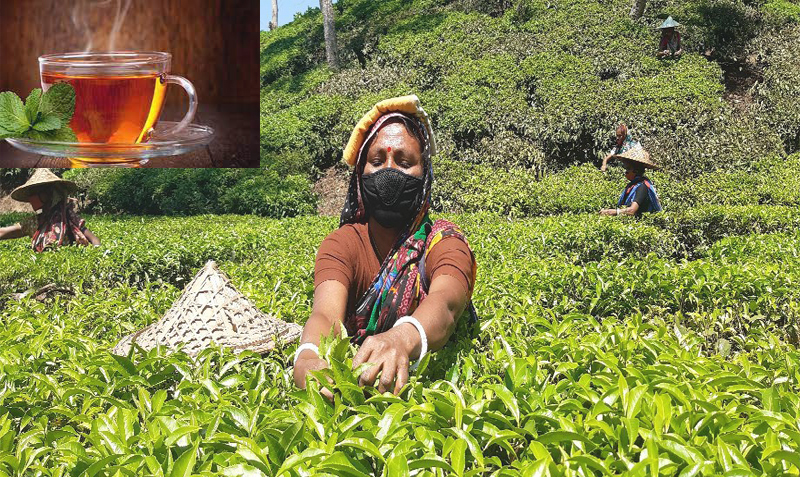 The third tea auction is held at Srimangal