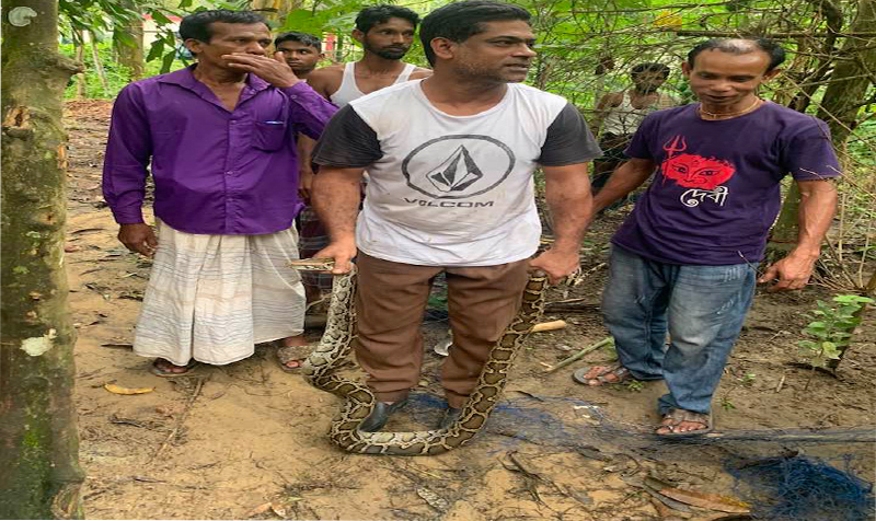 A huge python was caught in the net of the vegetable field